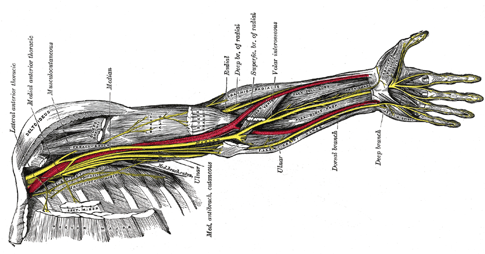 Grazie al trasferimento nervoso ripristinata la funzione di mano e ...