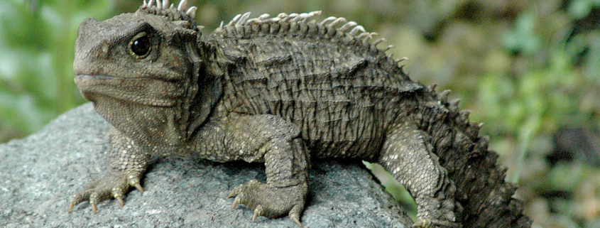 Scoperta di una nuova specie di rettili preistorici in Germania | Newence